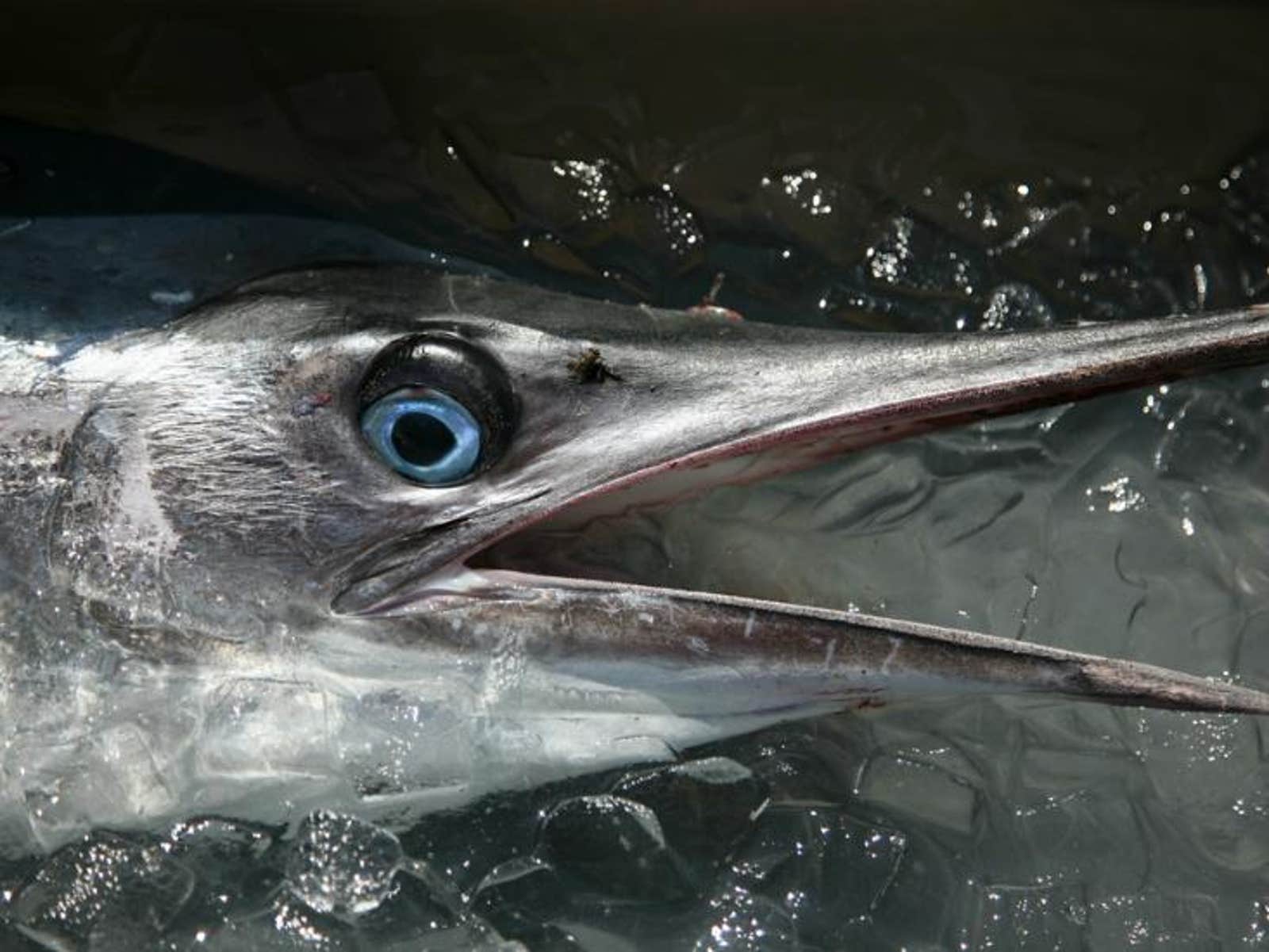 Unlikely Story: The Swordfish With a Nose Ring - Nautilus