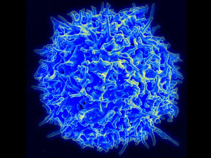 All Cells Bulletin: How Fame Powers Your Immune System - Nautilus