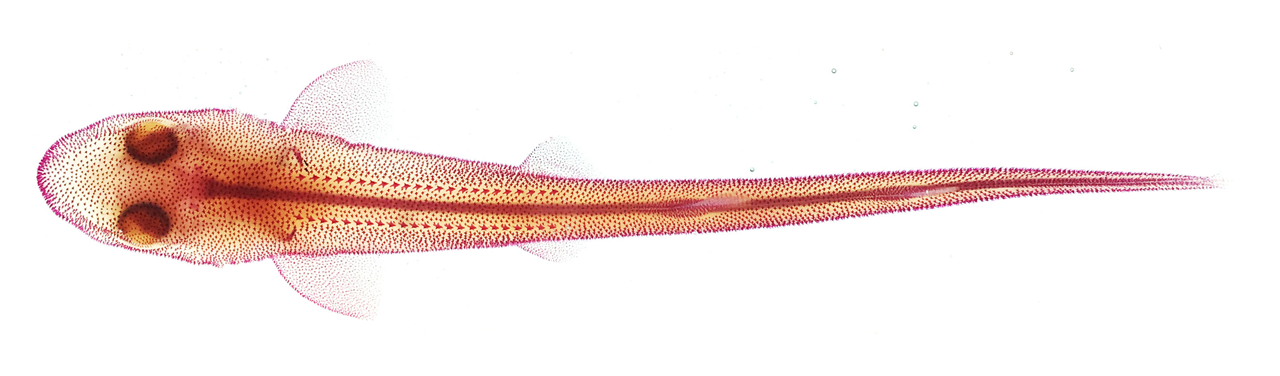 How Alan Turing Deciphered Shark Skin - Nautilus