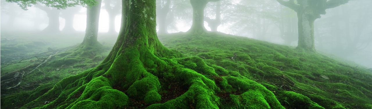 Never Underestimate the Intelligence of Trees - Nautilus