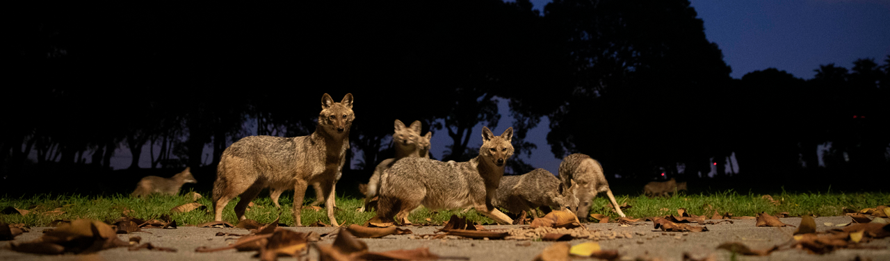 Welcome Back, Animals! - Nautilus