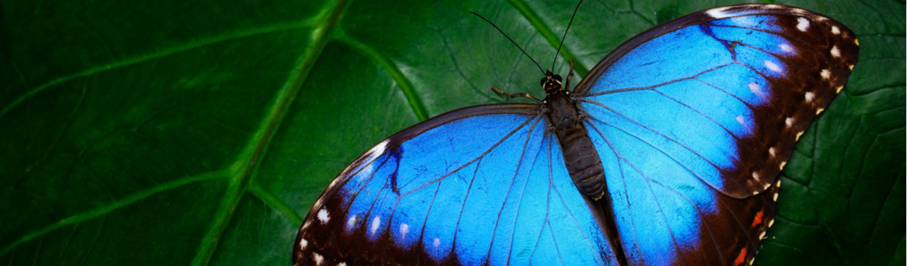 Imitation Is the Sincerest Form of Environmentalism - Nautilus