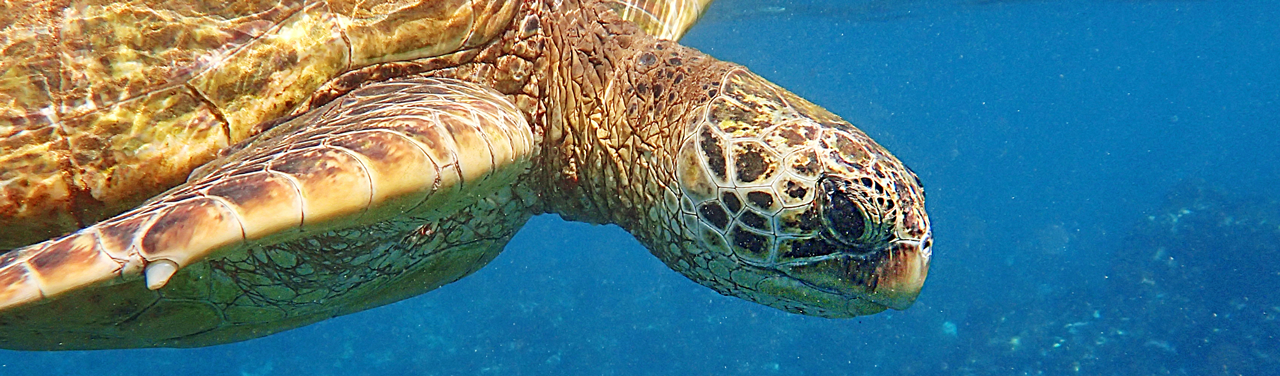 How Sea Turtles Find Their Way - Nautilus