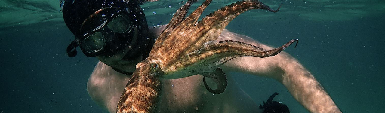 How “My Octopus Teacher” Defied Convention - Nautilus