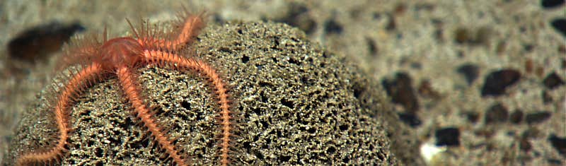 The Largest Cells on Earth - Nautilus
