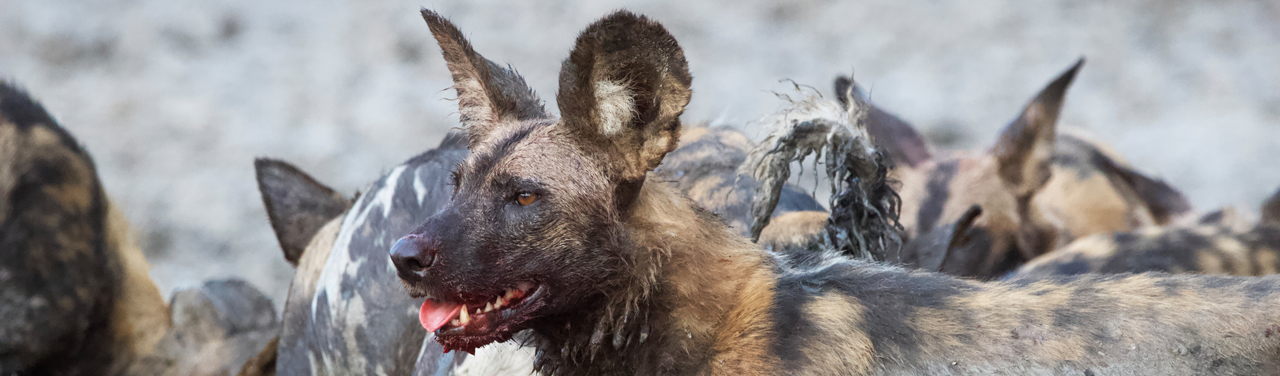 Nature’s Fear Factor - Nautilus