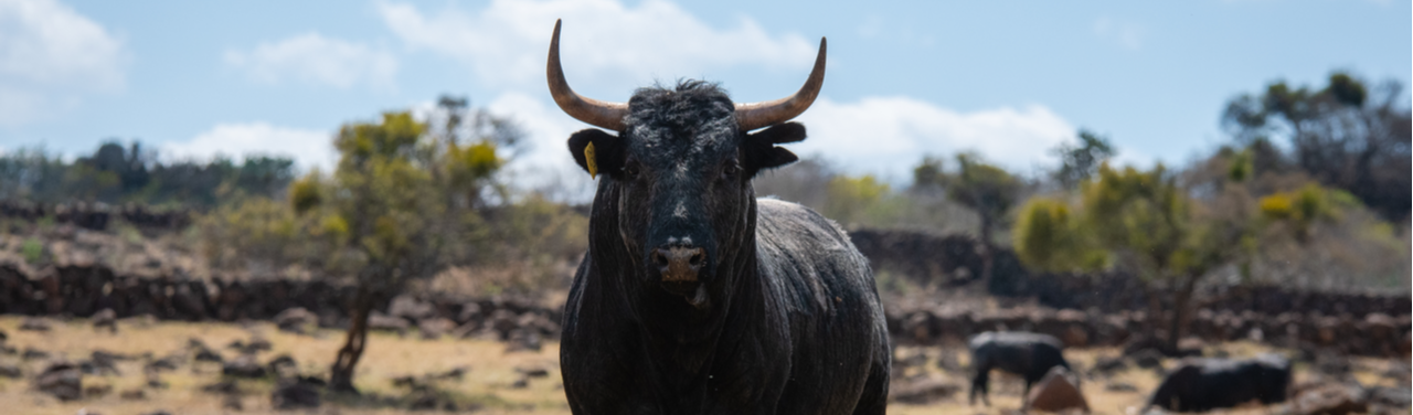 He Did Right by Animals. And Didn’t Take Bull from Anyone. - Nautilus