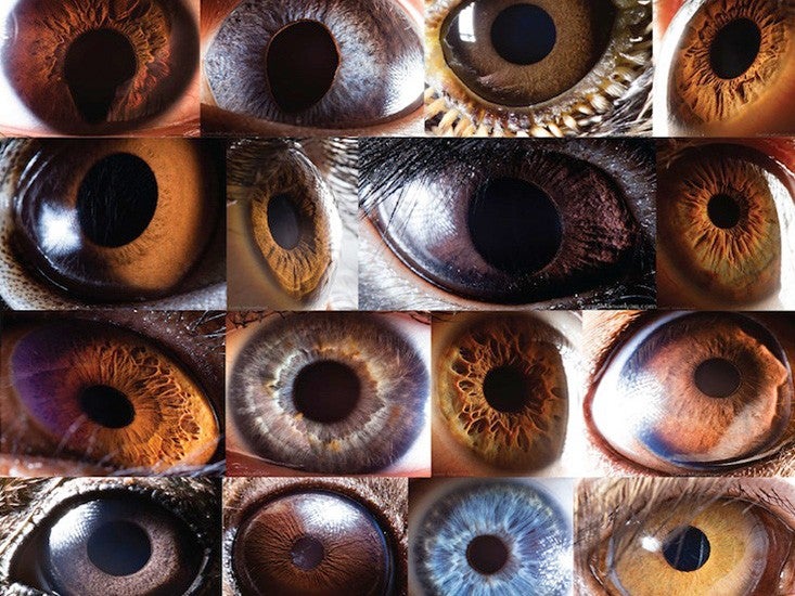 Humanizing Animals With the Most Human Eyes - Nautilus