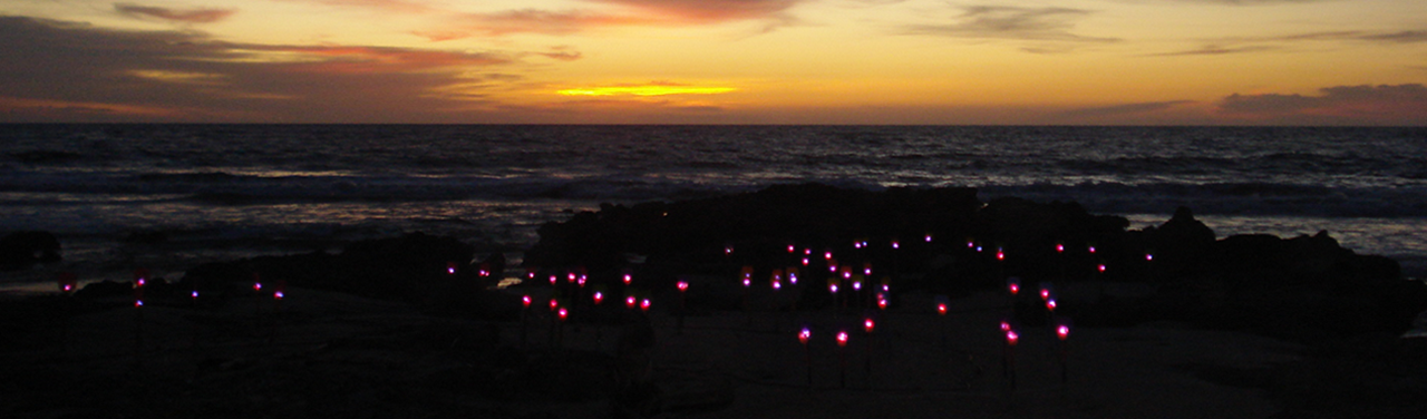 Beacon Bugs - Nautilus