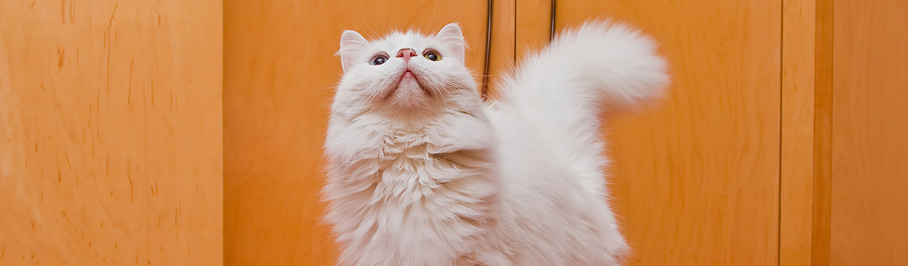 Why Your Cat Doesn’t Have a Sweet Tooth - Nautilus