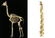 How Necking Shaped The Giraffe Nautilus How Necking Shaped The Giraffe Nautilus