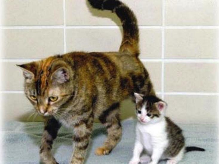 Splotchy Cats Show Why It’s Better to Be Female - Nautilus