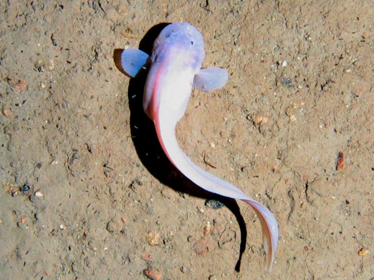This Legendary Deep-Sea Fish Sighting Continues to be Debated After 60 ...