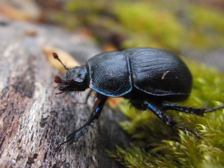 Why Is Hawaii Evolving So Many Species of This Wingless Beetle? - Nautilus