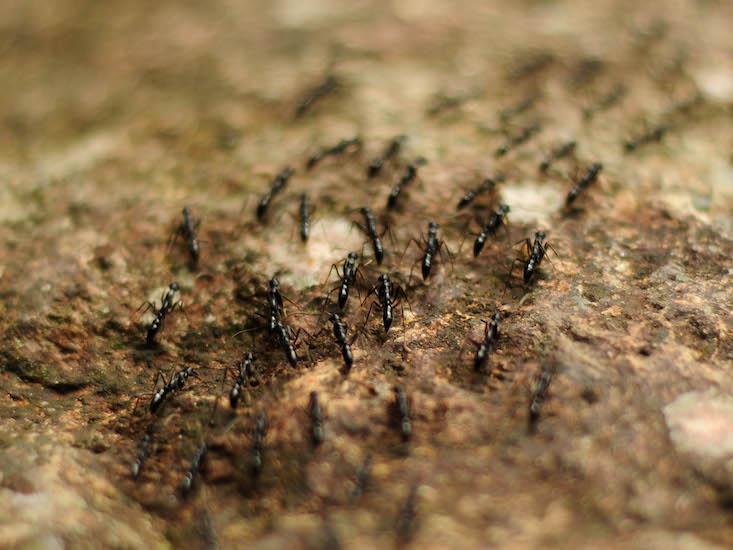 Traffic Wouldn’t Jam If Drivers Behaved Like Ants - Nautilus