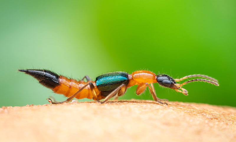 Rove Beetle Evolution Followed a Predictable Path