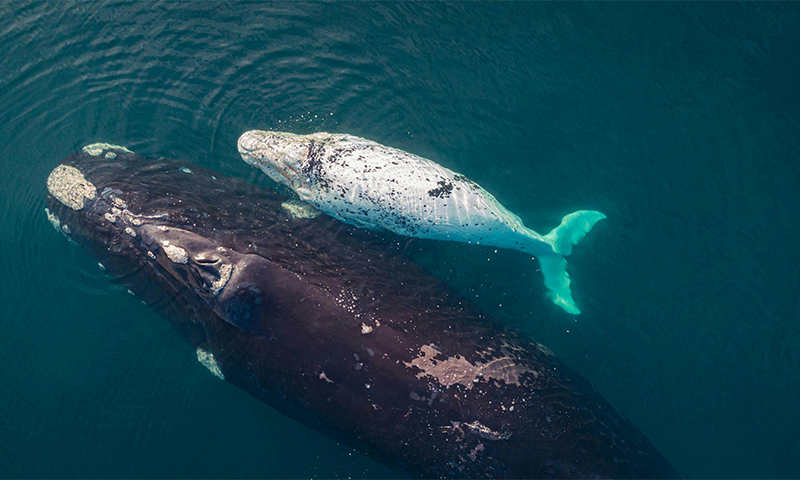 Baby Whales dying after over 1000 Gull Pecks! Observed off Argentina ...