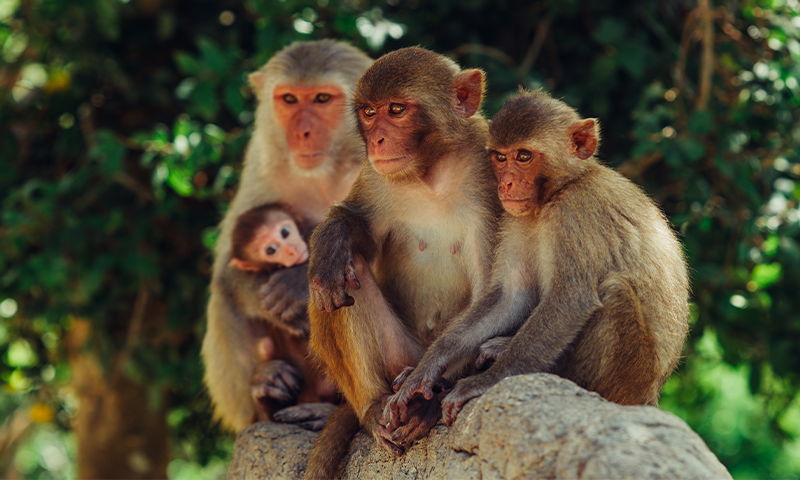 How a Hurricane Brought Monkeys Together - Nautilus