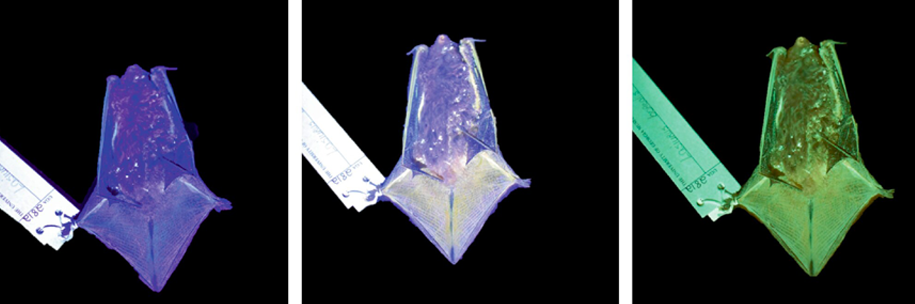 Bats That Glow