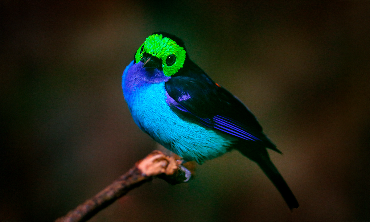 For Birds, Beauty Can Be a Curse