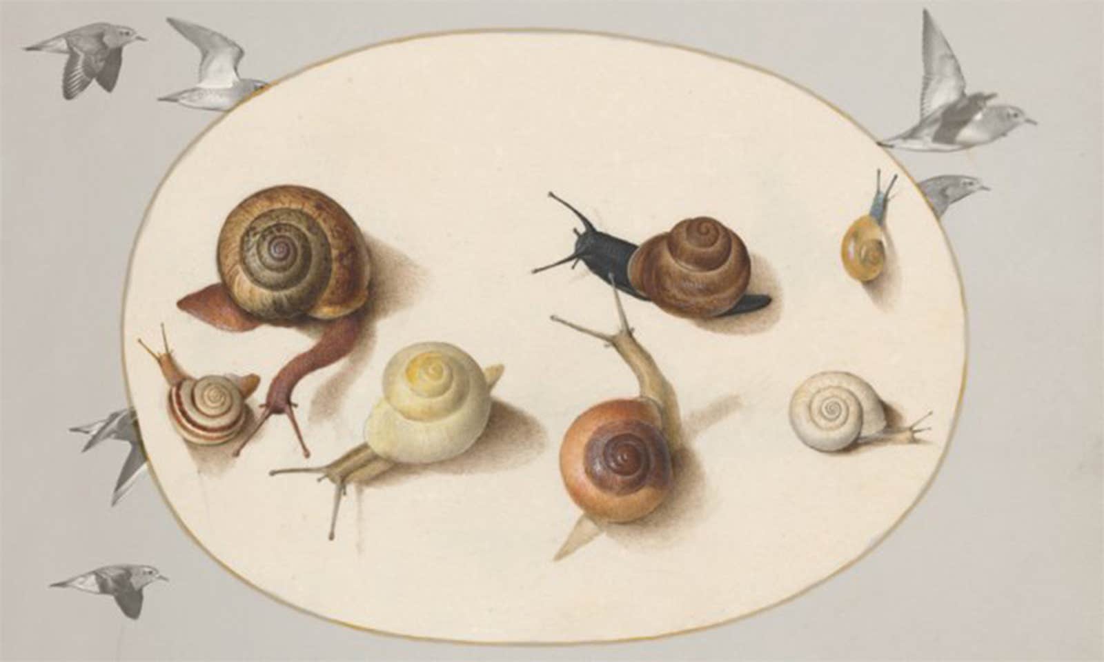 How Snails Cross Vast Oceans - Nautilus