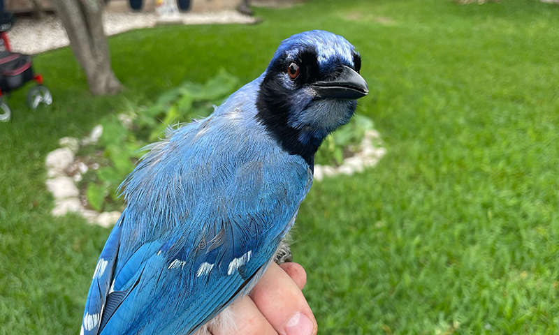 The Grue Jay Is a Harbinger of Our Future
