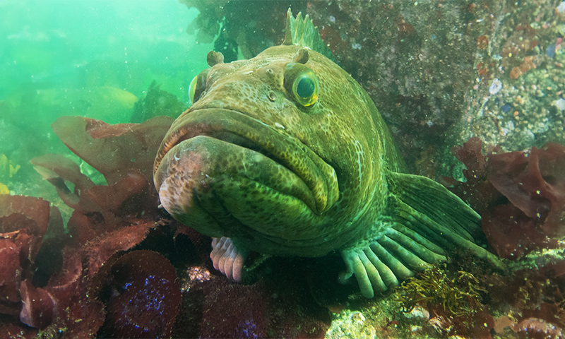 FishBase Contains 35,000 Fish Species—and 320,000 Names For Them