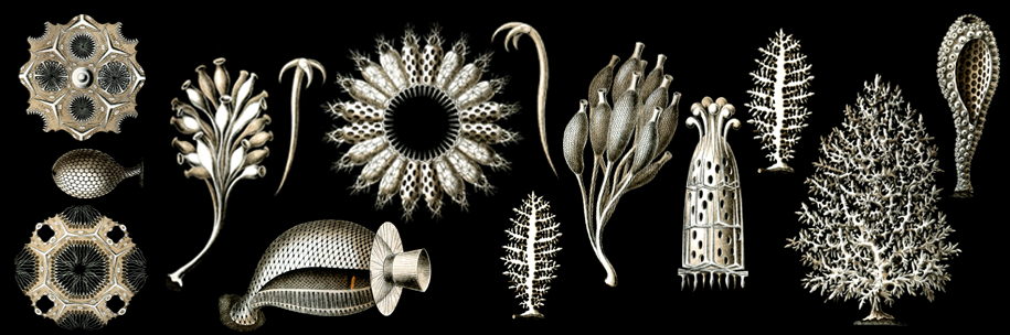 Sea Sponge Collage Sponge Contributions To The Geology And Biology Of