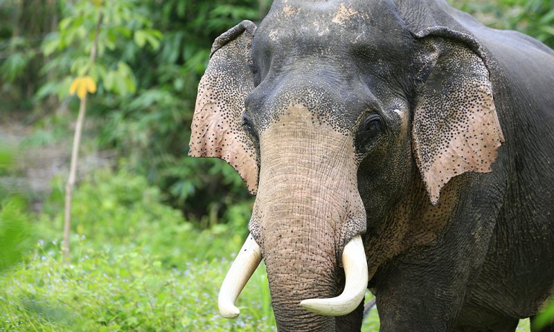 How to Get an Elephant’s Attention