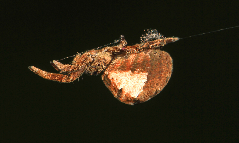 The Secret of the Triangle Weaver’s Springy Web