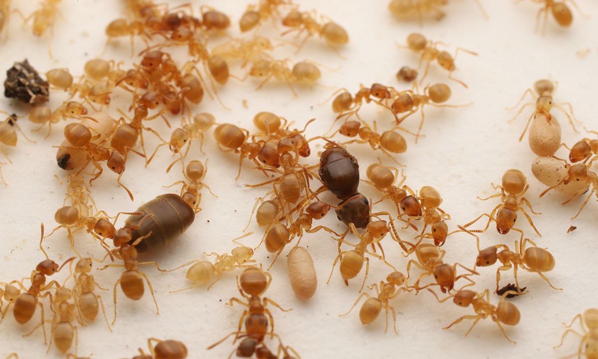 These Ants Kill Their Own Queen