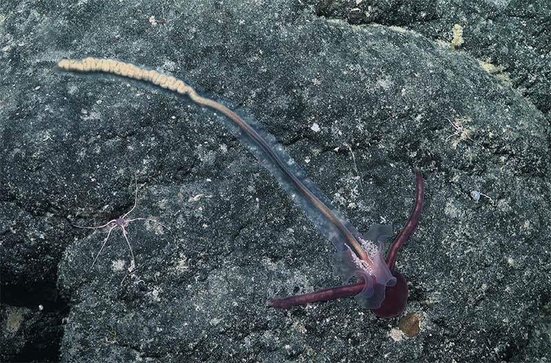 The Hermaphrodite at the Bottom of the Sea - Nautilus