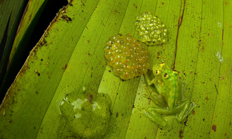 How A See-Through Frog Defends His Eggs