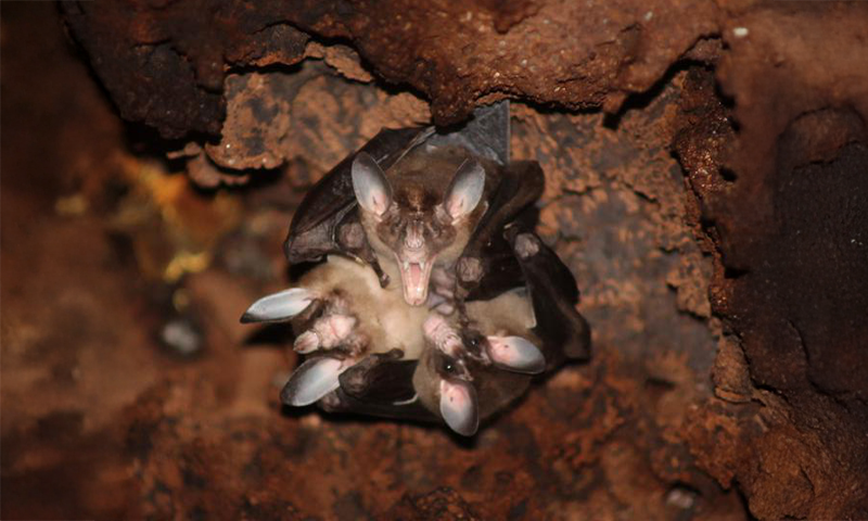 These Bats Are Fond of Cuddling