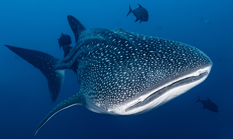 Warmer Seas Push Whale Sharks into Shipping Lanes
