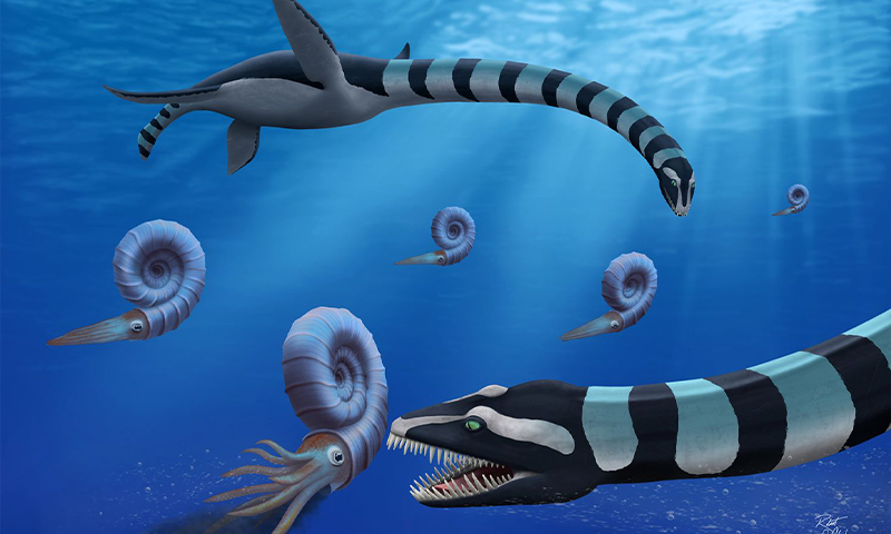 Famous Sea Monster Gets a Name - Nautilus
