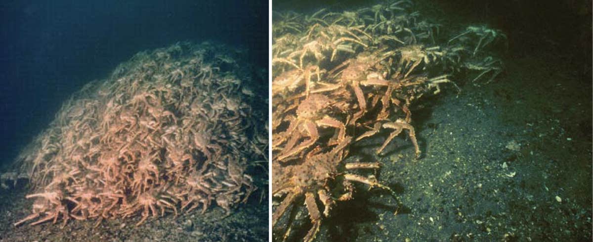 Where Have All the Snow Crabs Gone? - Nautilus