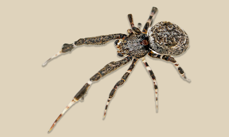 These Spiders Kill with their Vomit