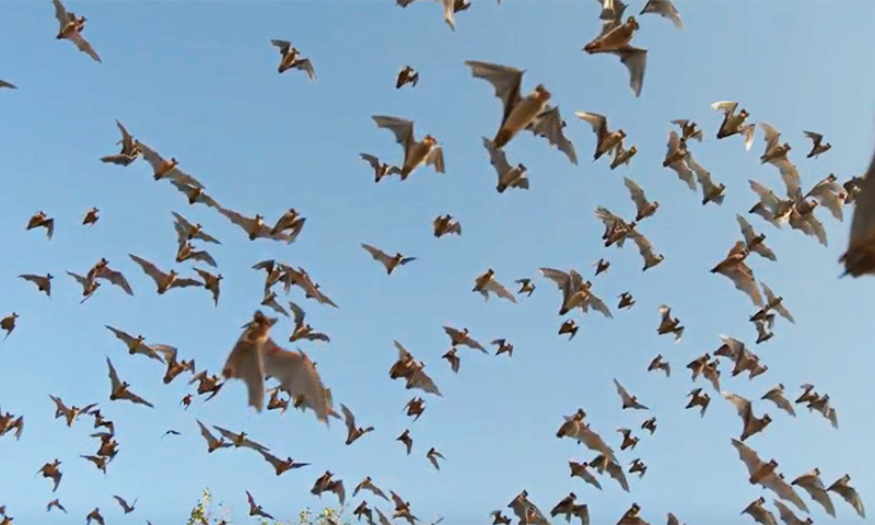 Brazilian Free-tailed Bats Choreograph a Spectacular Nightly Jaunt That ...