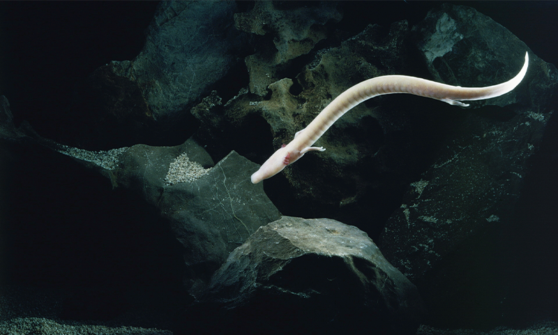 In the Land of the Eyeless Dragons