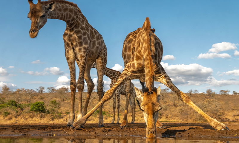 How Giraffes Got Their Very Long Legs