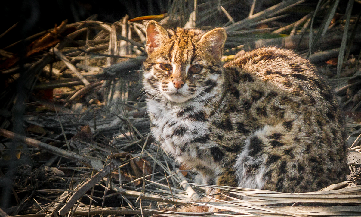 Beloved Ancient Chinese Cats Were Wilder Than Once Thought