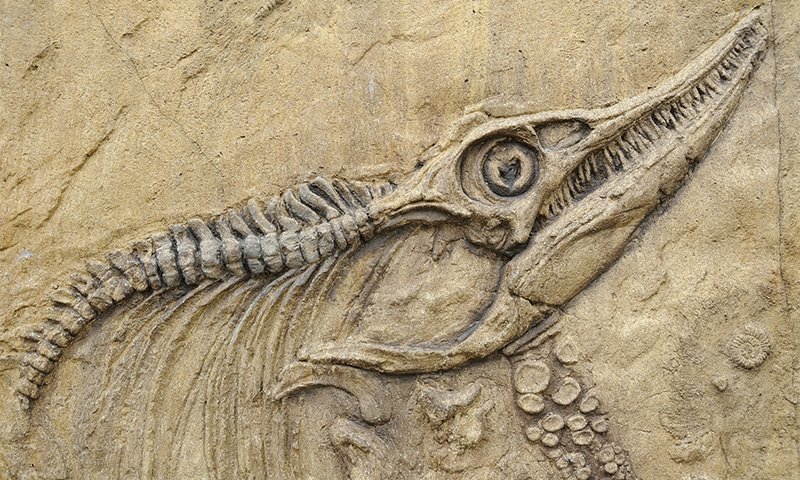 A Day in the Life of a Fossil Preparator - Nautilus