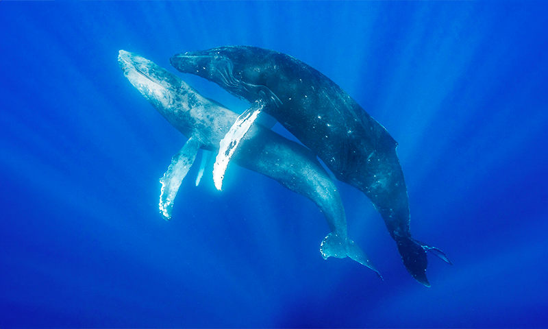 Photographers Catch Two Male Humpback Whales Having Sex On Camera The
