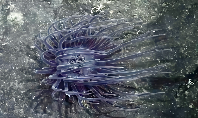 Charting the Blue Realm - Nautilus