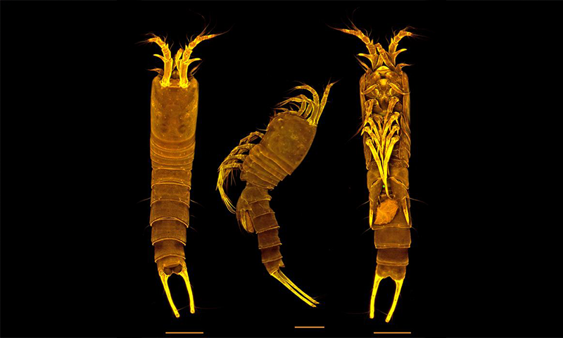 Meet a Newly Discovered Cave Crustacean - Nautilus