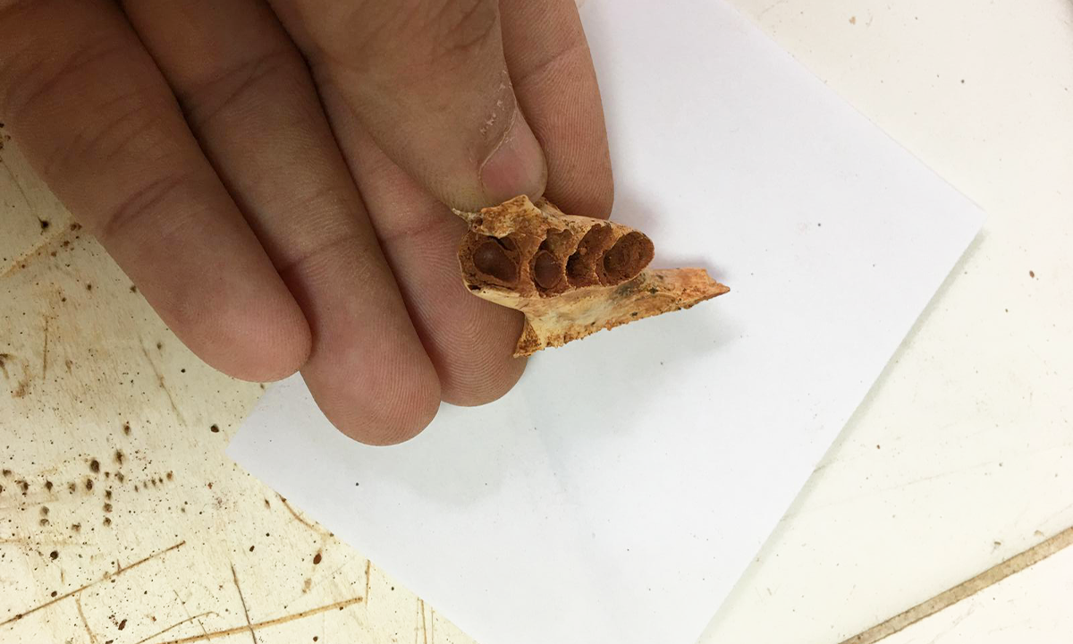 Ancient Bee Nests Hiding in Regurgitated, Fossilized Bones