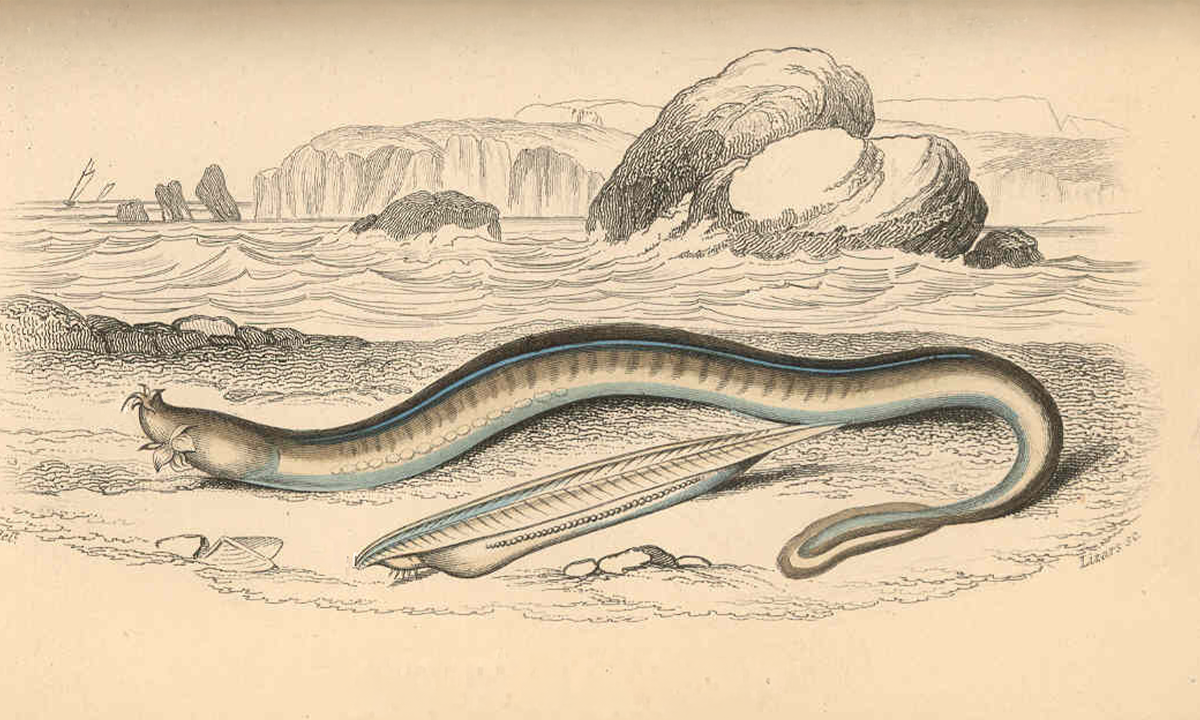 These Odd, Slimy Fish May Have Helped Us Hone Our Sense of Smell