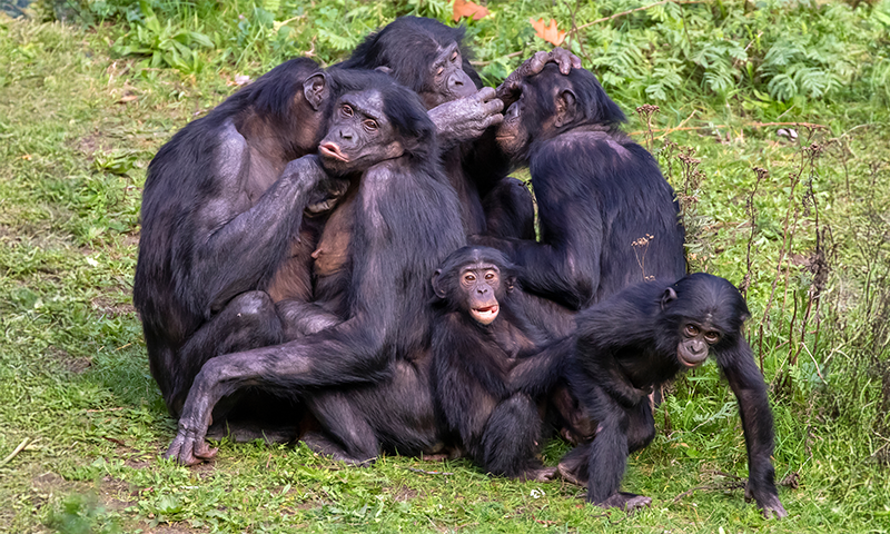 Female Bonobos Rule by Gang