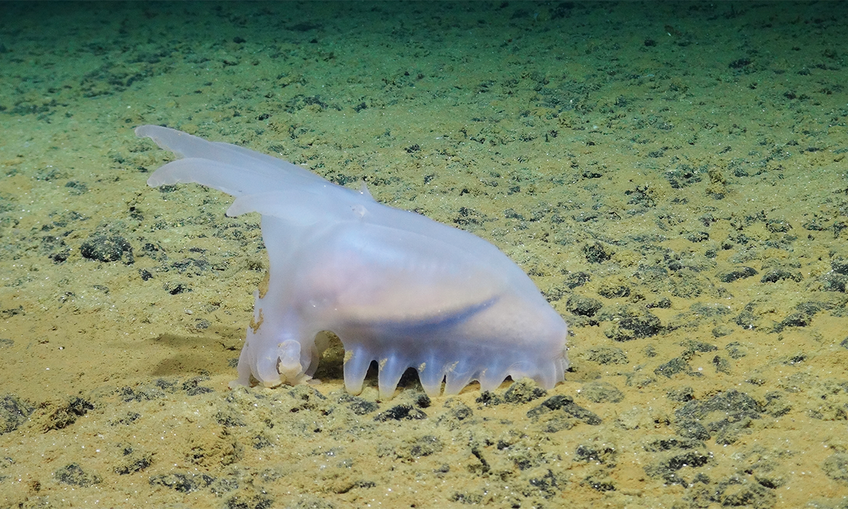 Potential Deep-Sea Mining Site Harbors Scores of New Species